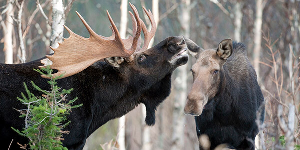 DailyMegafauna: "Today's #megafauna is the #moose! The largest mem ...