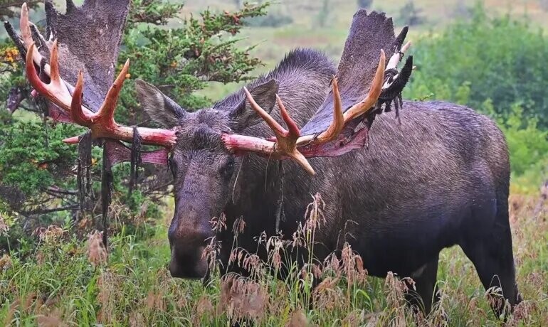 DailyMegafauna: "Today's #megafauna is the #moose! The largest mem ...