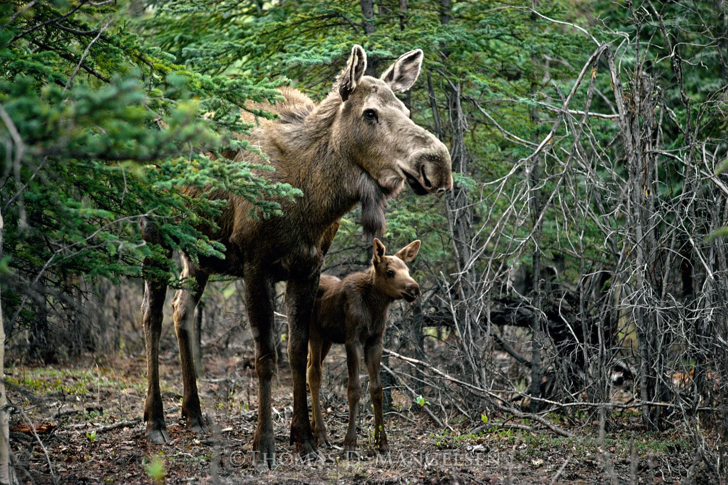 DailyMegafauna: "Today's #megafauna is the #moose! The largest mem ...